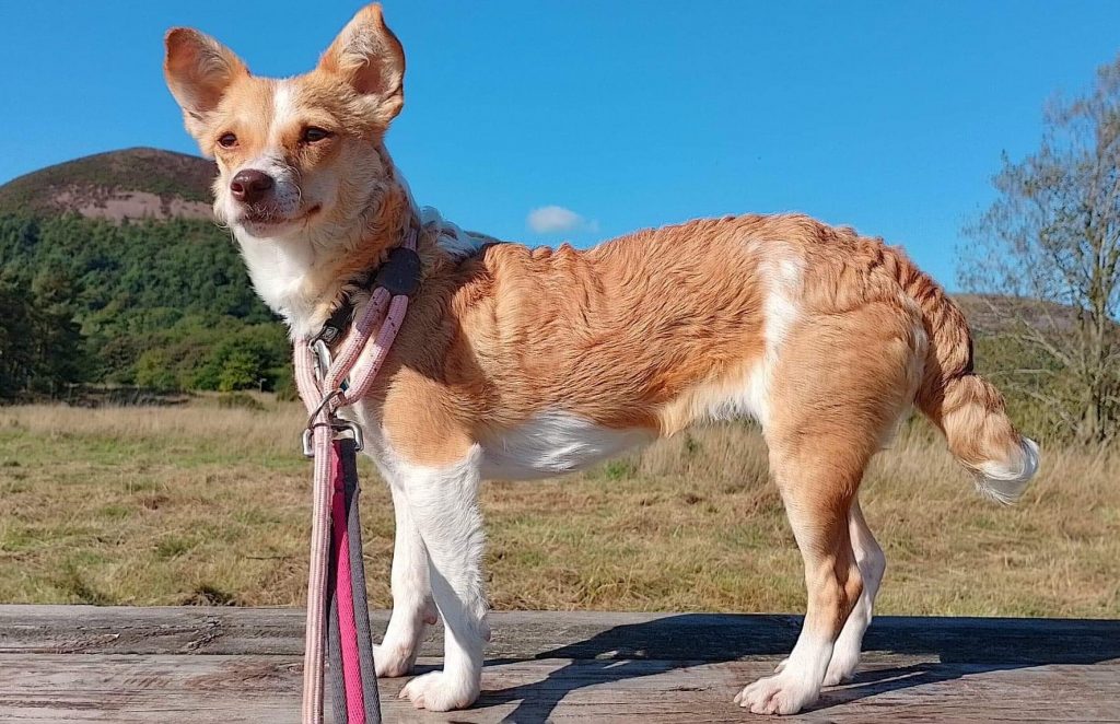 Beautiful Bina is now adopted! - Pennypaws Rescue