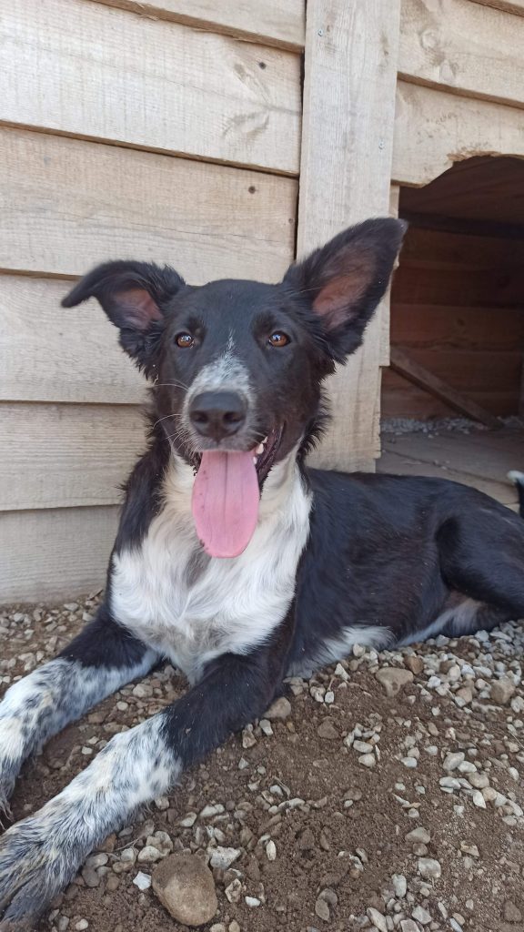 Perfect Persa now adopted - Pennypaws Rescue