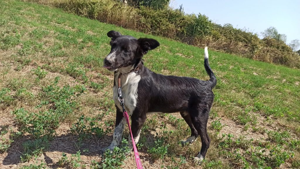 Perfect Persa now adopted - Pennypaws Rescue