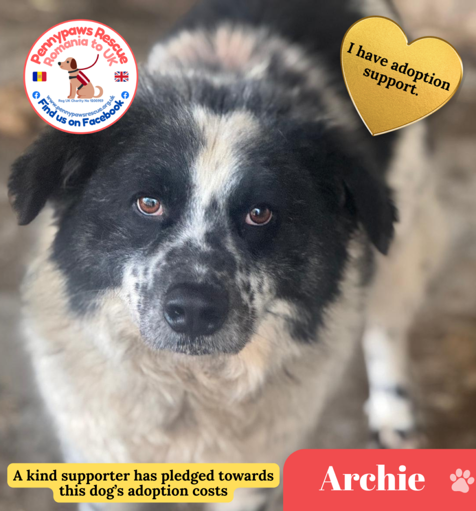Archie - Pennypaws Rescue
