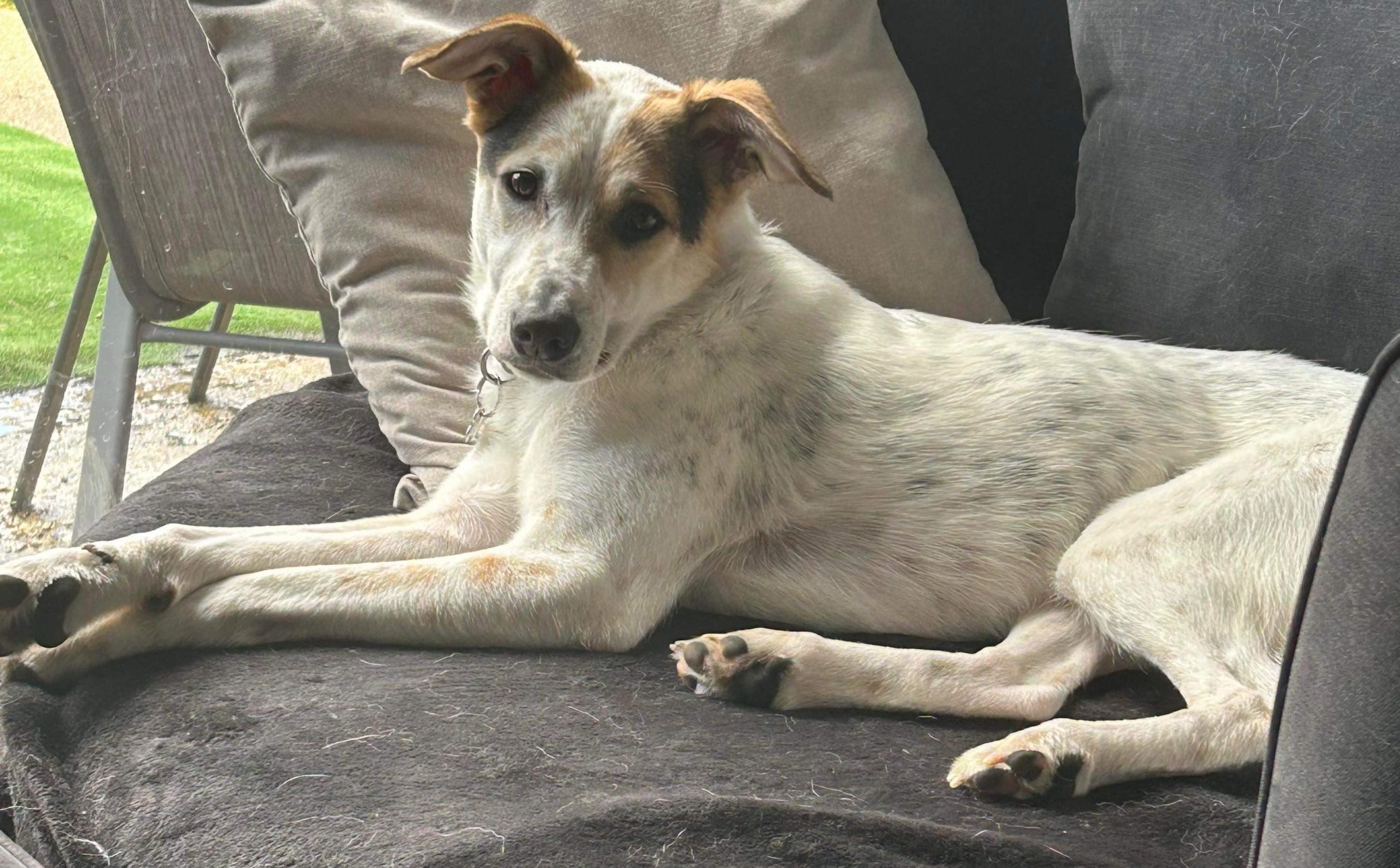 Chico NOW ADOPTED - Pennypaws Rescue