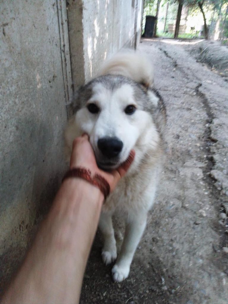 Latest dogs available for adoption – Pennypaws Rescue