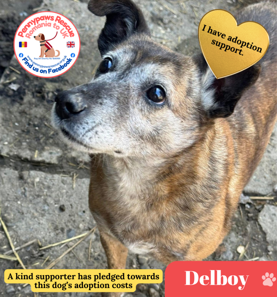 Senior Dogs Available For Adoption - Pennypaws Rescue