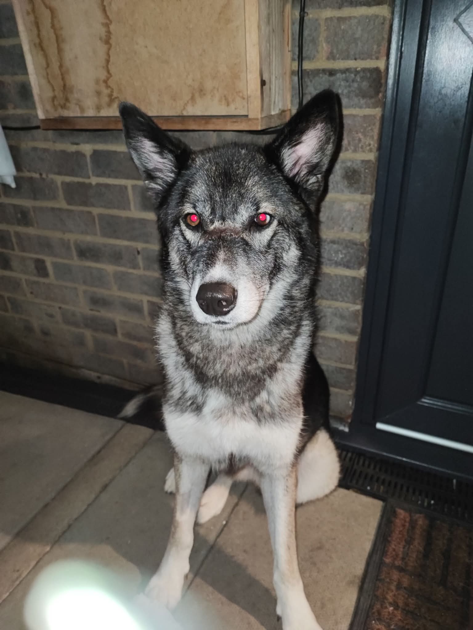 Hachi NOW ADOPTED x - Pennypaws Rescue