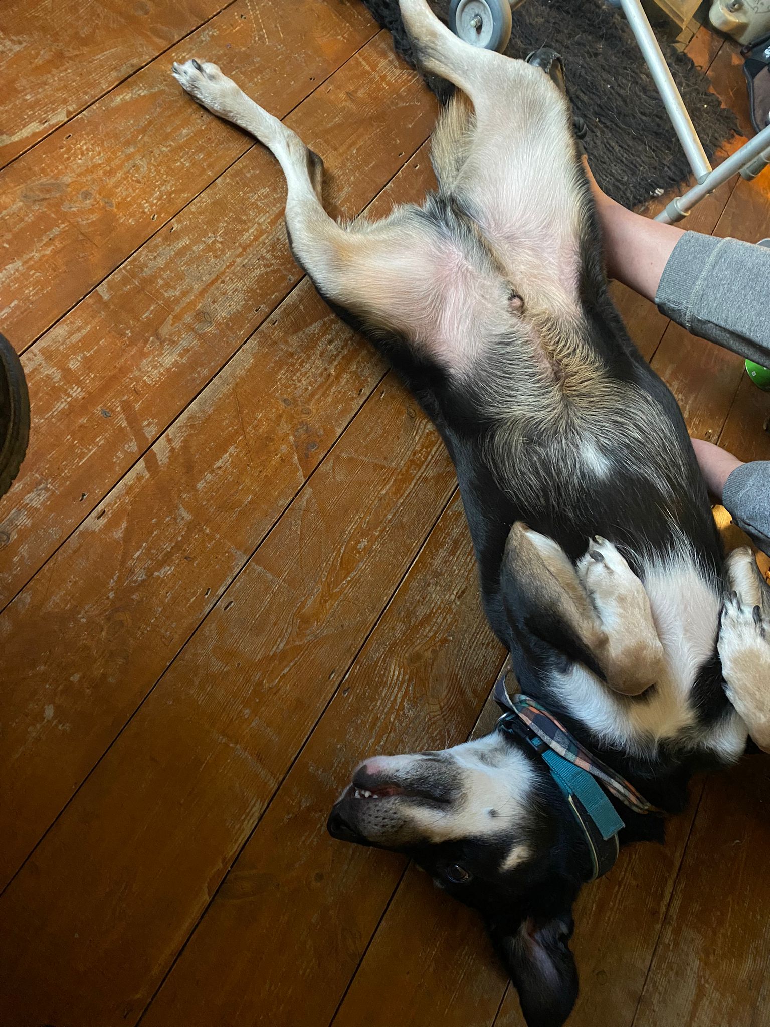 Beautiful Buzz - Pennypaws Rescue