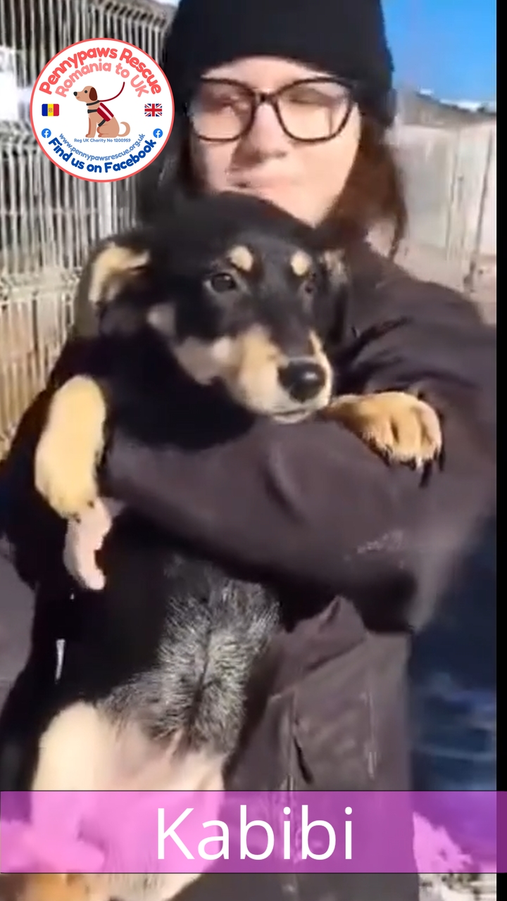 Kabibi (NOW ADOPTED X) - Pennypaws Rescue