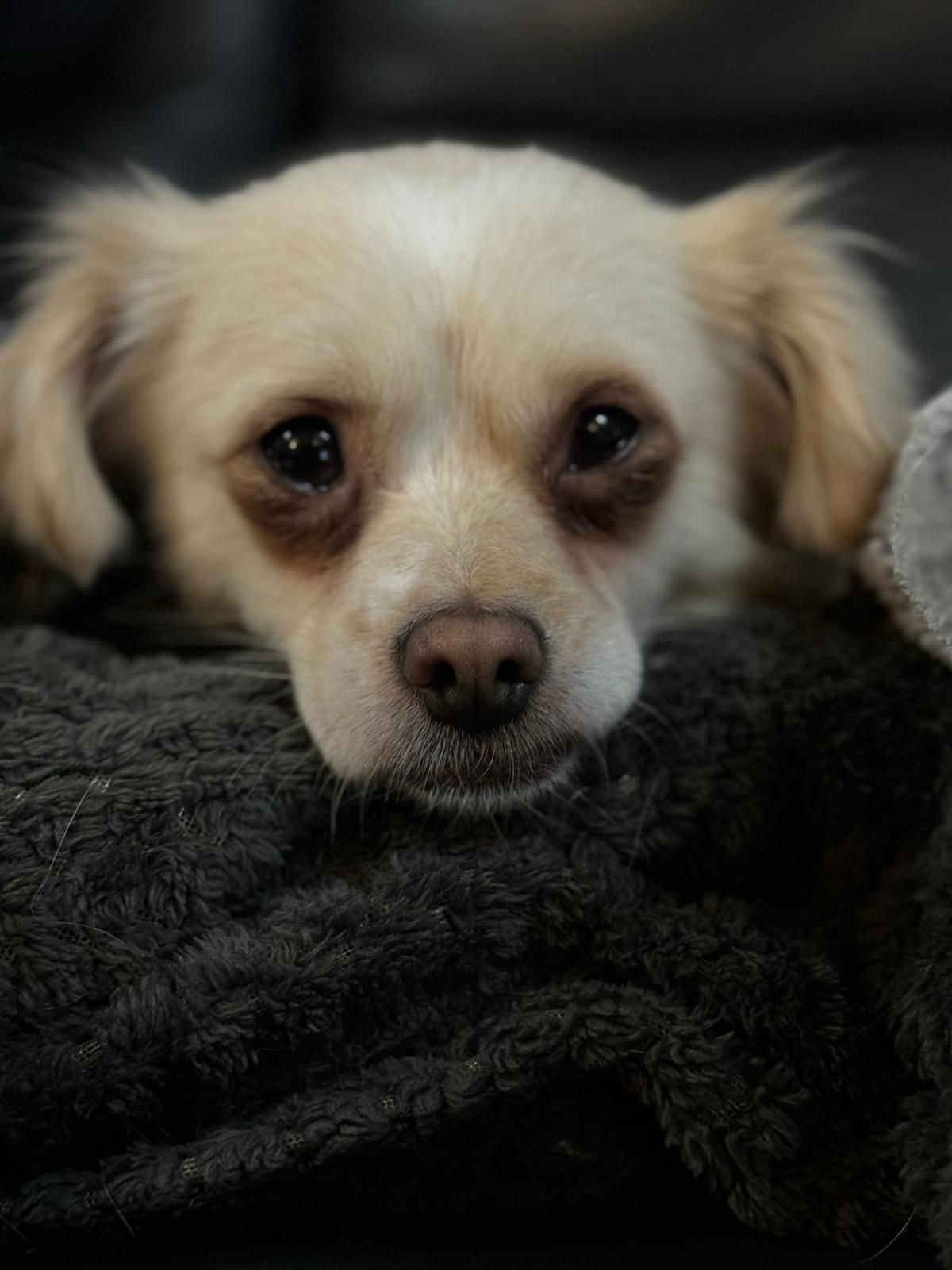 Darcy (NOW ADOPTED X) - Pennypaws Rescue