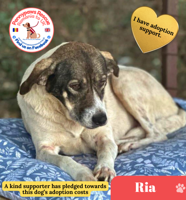 Senior Dogs Available For Adoption - Pennypaws Rescue