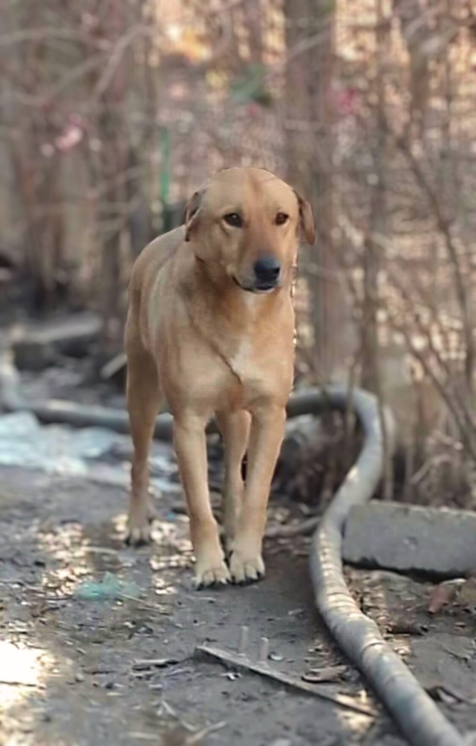 Latest dogs available for adoption – Pennypaws Rescue