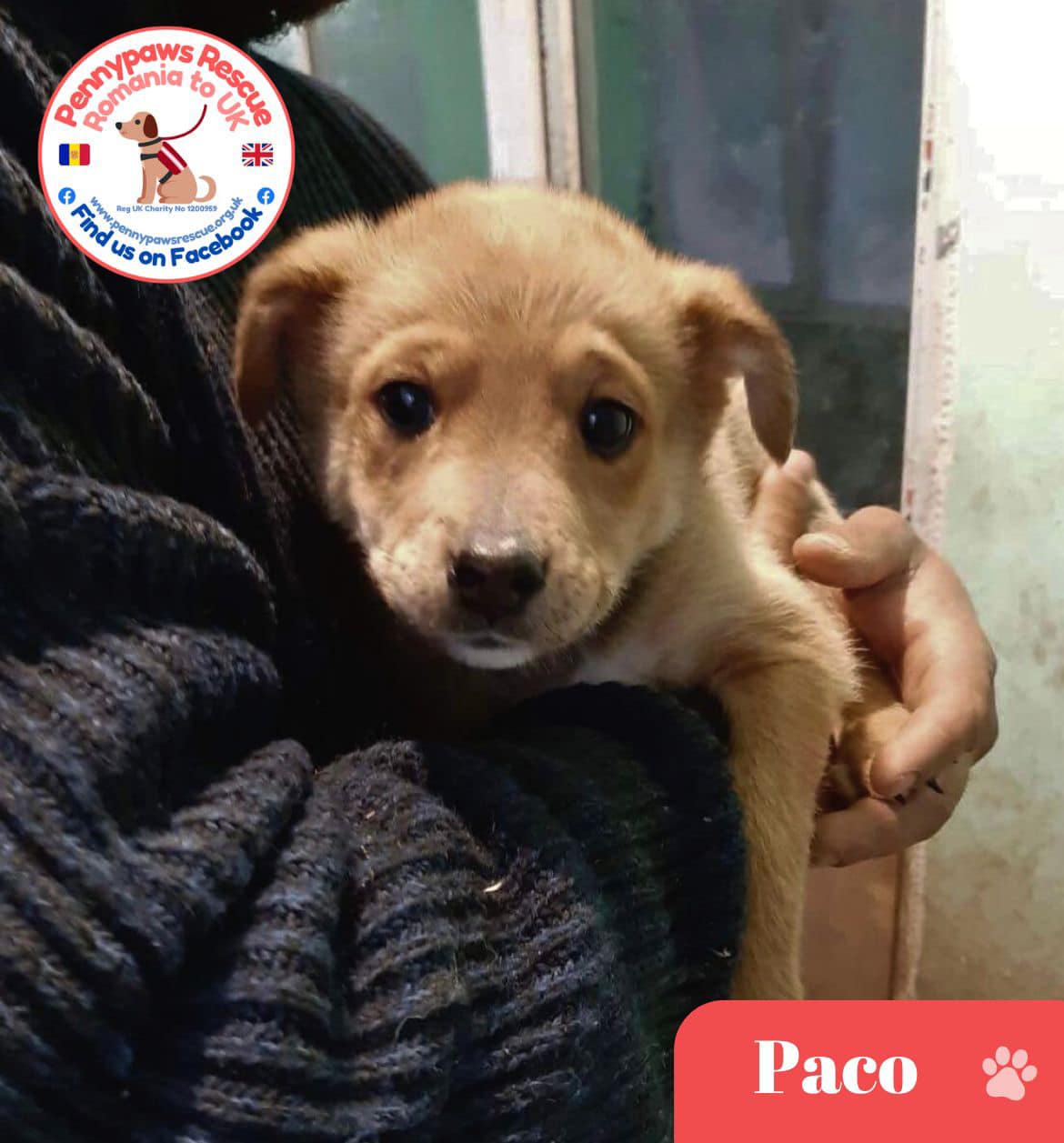 Paco (now adopted) - Pennypaws Rescue