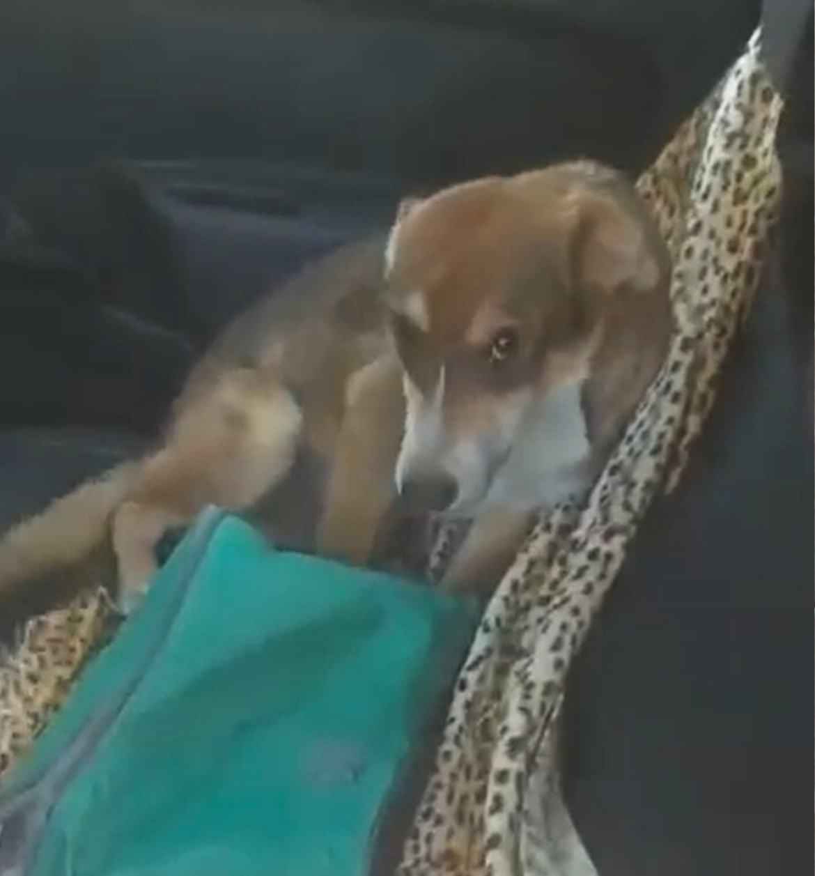 Bernie - Pennypaws Rescue