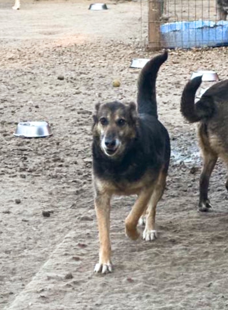 Billy Senior - Pennypaws Rescue