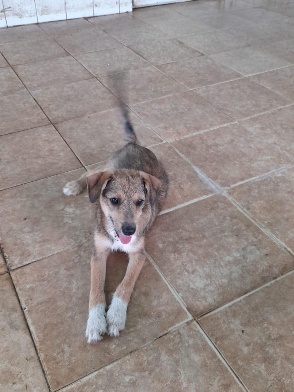 Buster - Pennypaws Rescue
