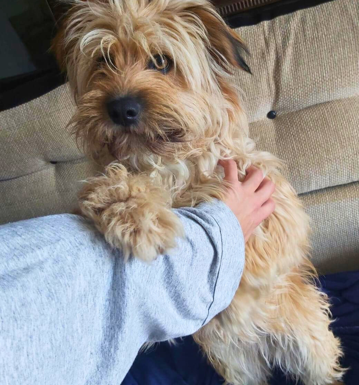 Bruno NO LONGER AVAILABLE - Pennypaws Rescue