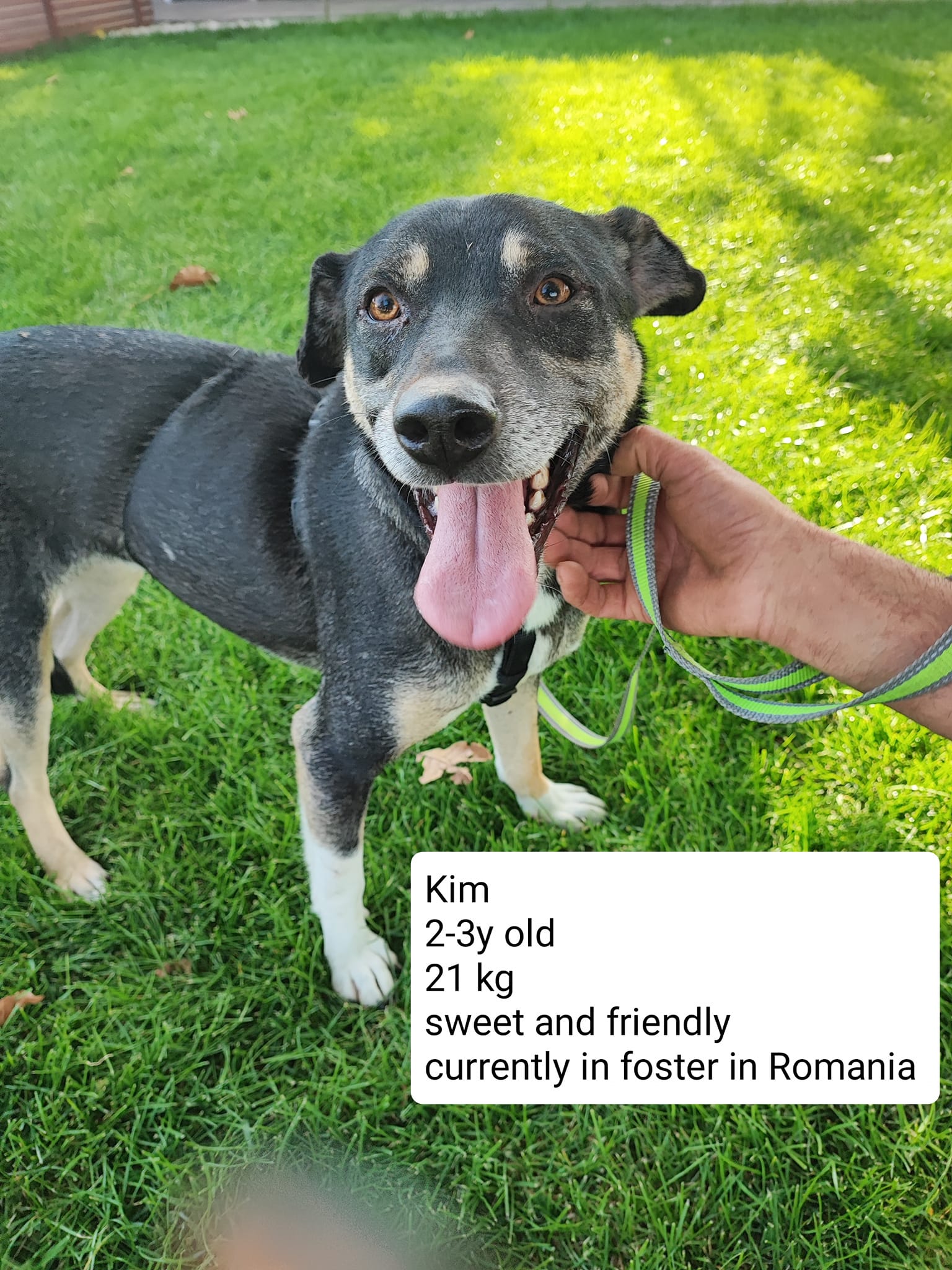 Kim (No longer available through Pennypaws - please contact CHR in ...