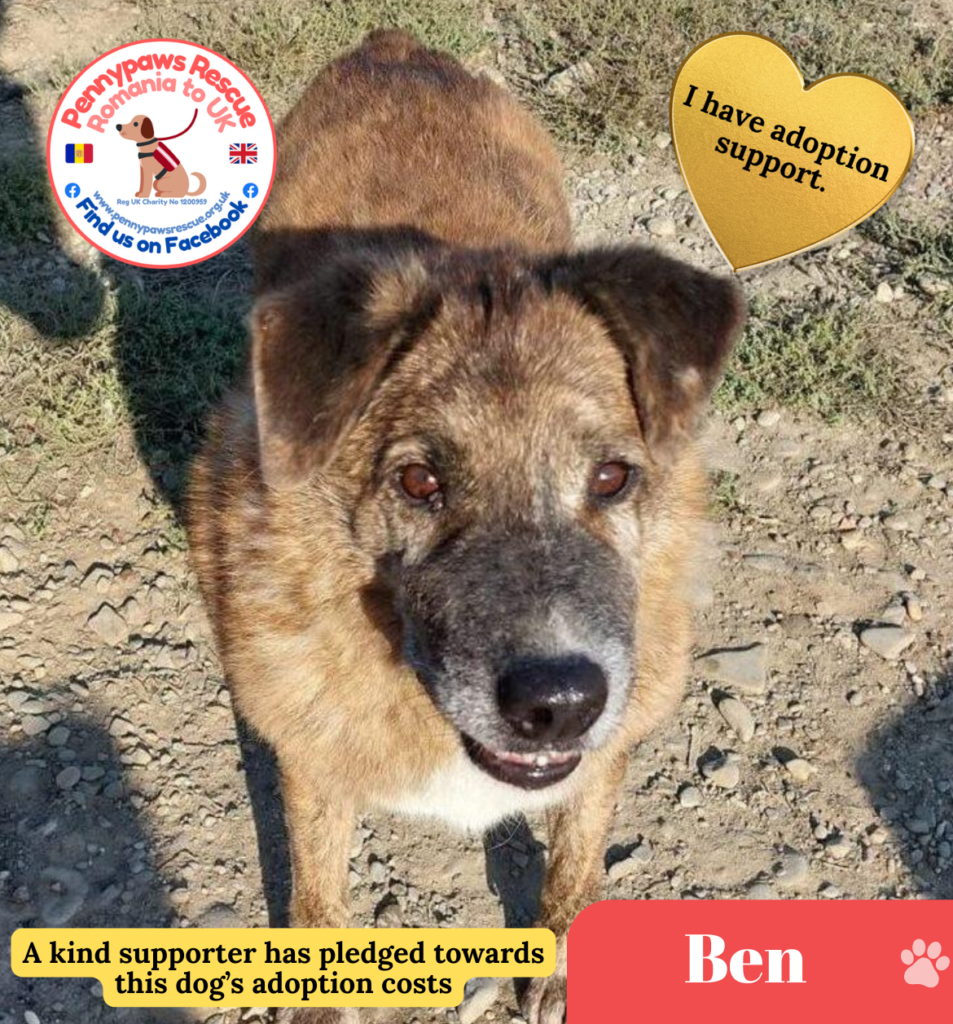 Senior Dogs Available For Adoption - Pennypaws Rescue