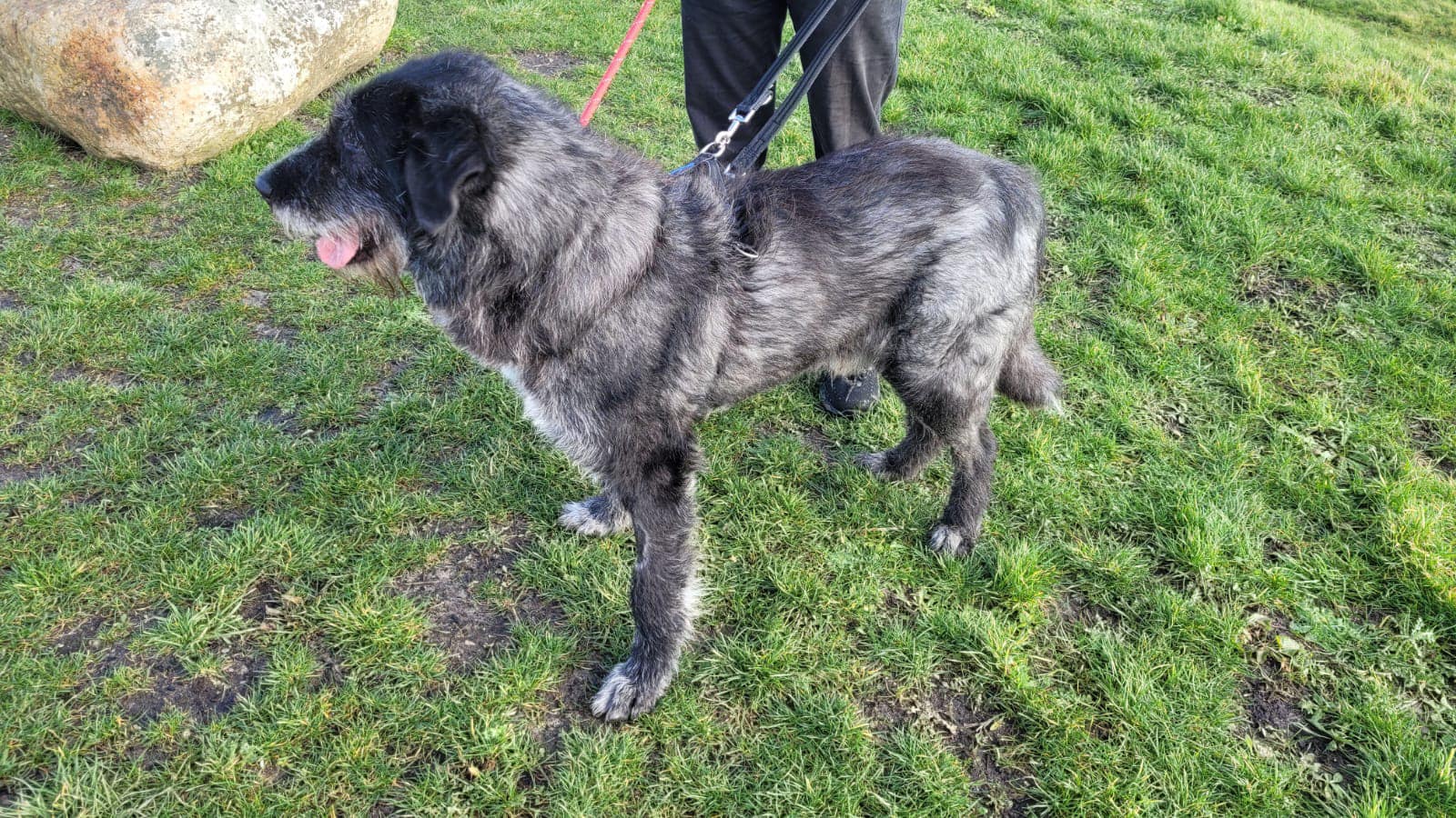 Archie NOW ADOPTED X - Pennypaws Rescue
