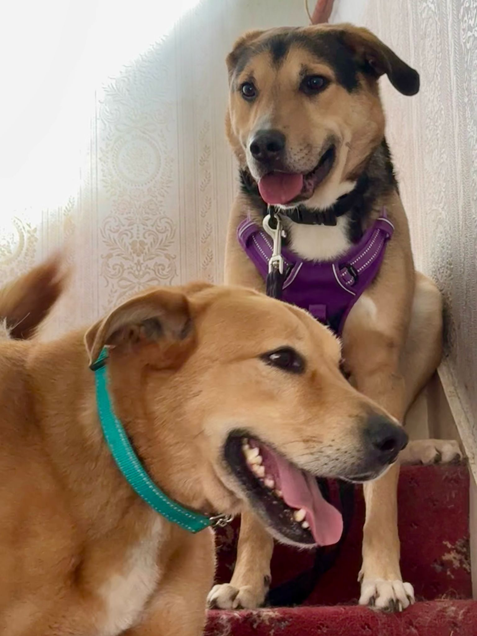 Why Rescue Dogs from Romania when UK Kennels Are Already Struggling ...