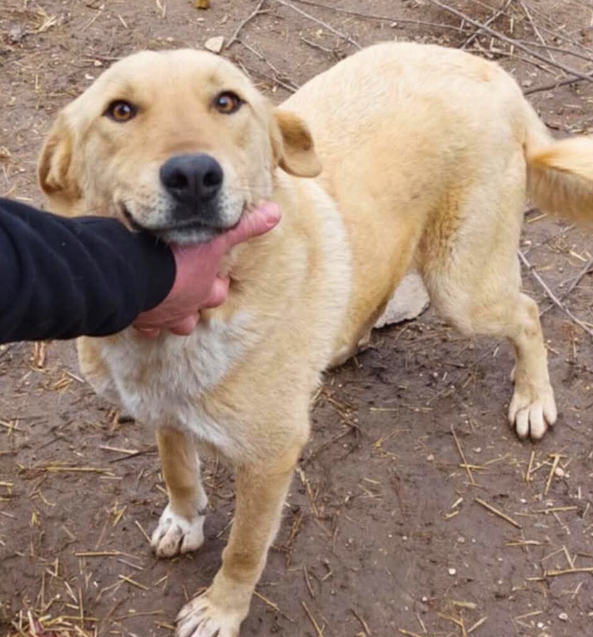 Rolly - Pennypaws Rescue