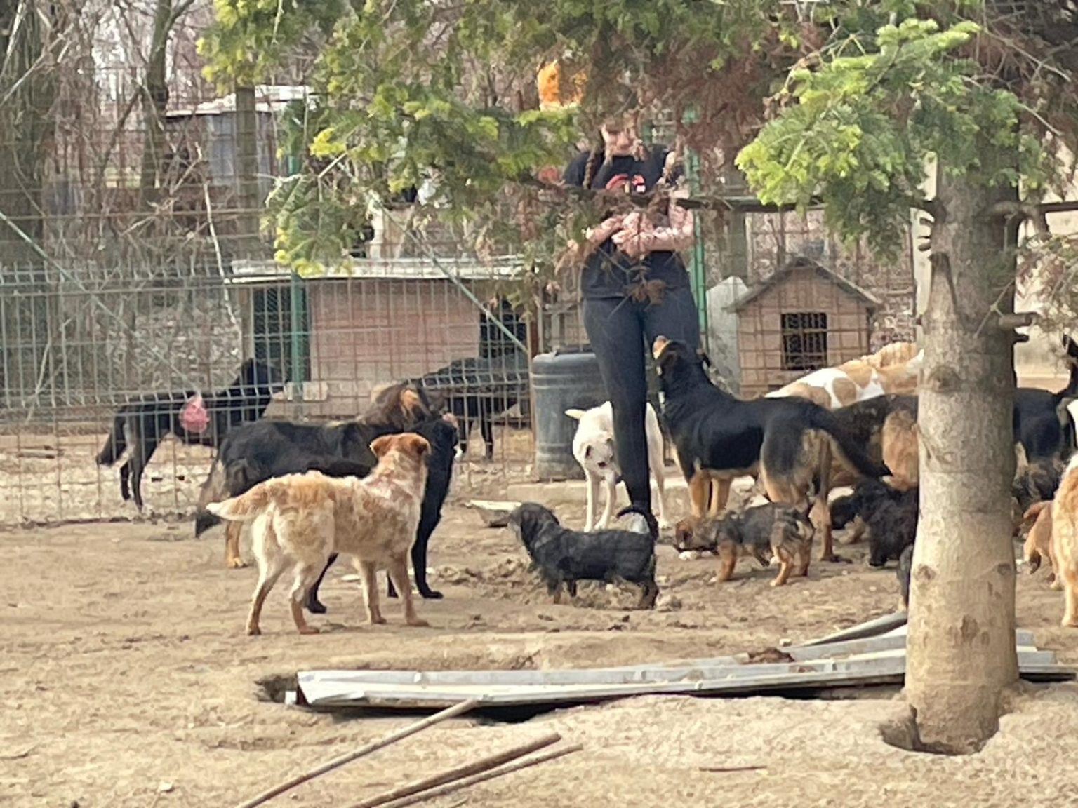 Why Rescue Dogs from Romania when UK Kennels Are Already Struggling ...