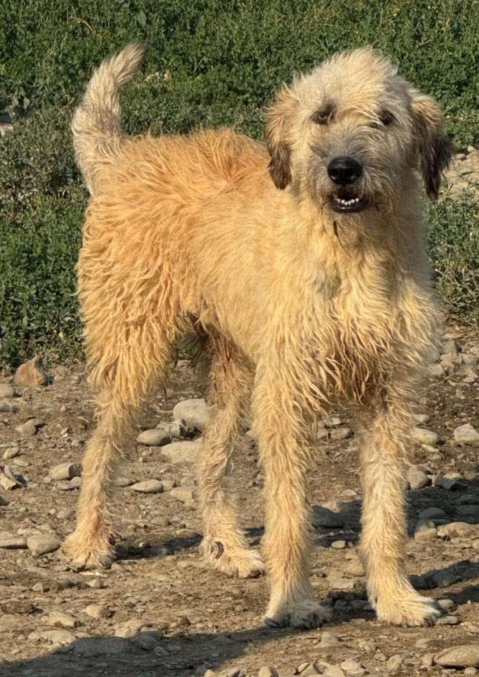 Bonno (now adopted x) - Pennypaws Rescue