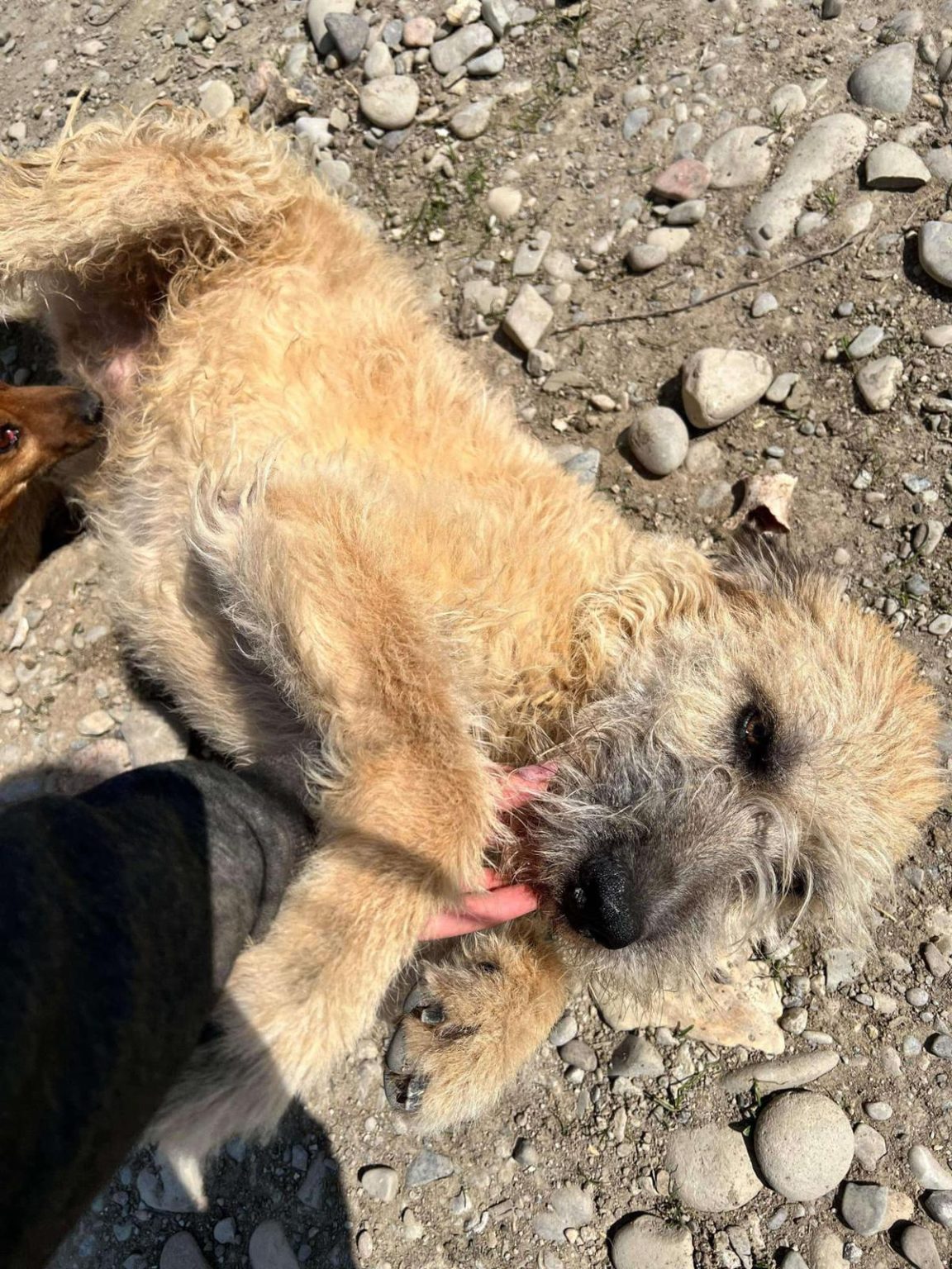 Bonno (now adopted x) - Pennypaws Rescue