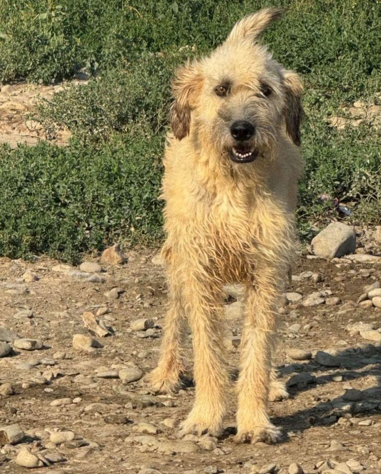 Bonno (now adopted x) - Pennypaws Rescue