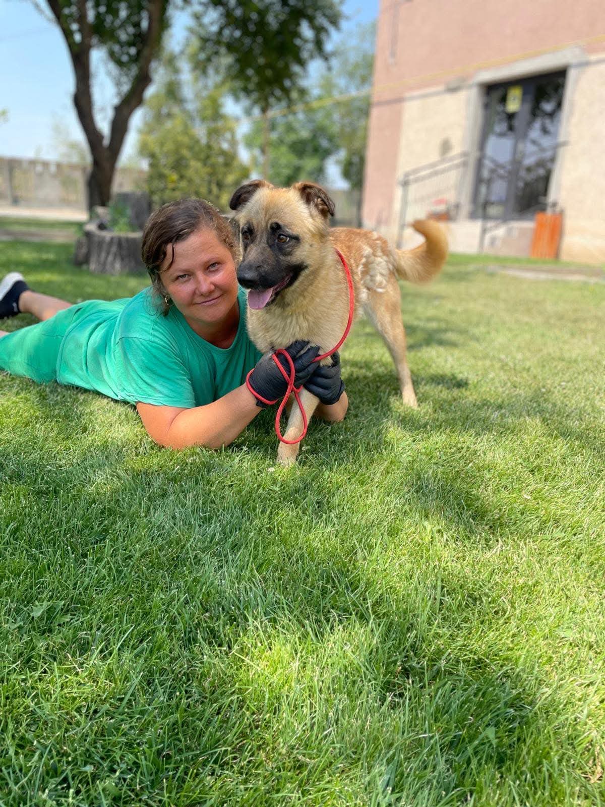 Darcy - Pennypaws Rescue