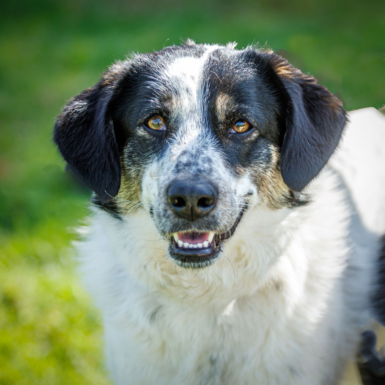 Oreo - Pennypaws Rescue