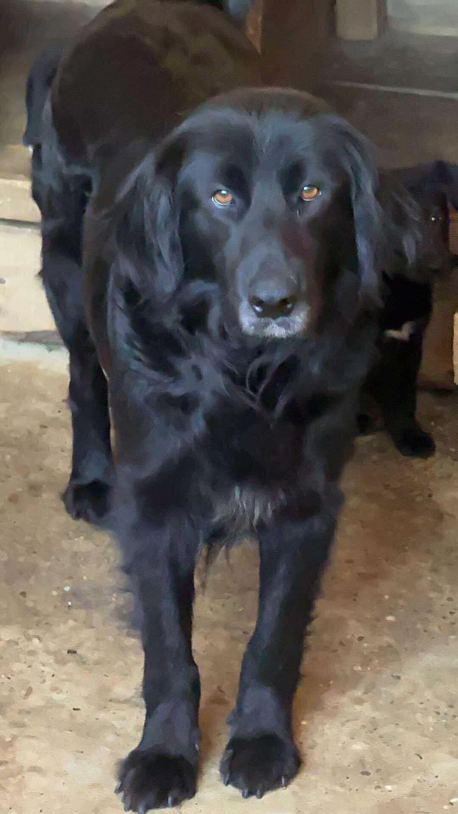 Bea *ADOPTED* - Pennypaws Rescue