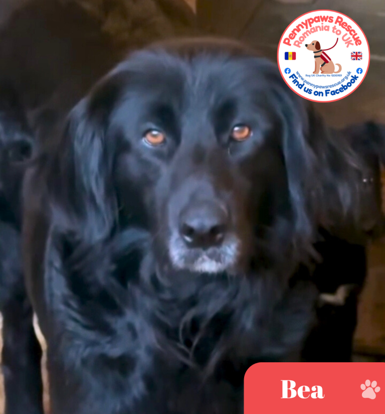 Beautiful rescued dogs needing loving homes in the UK