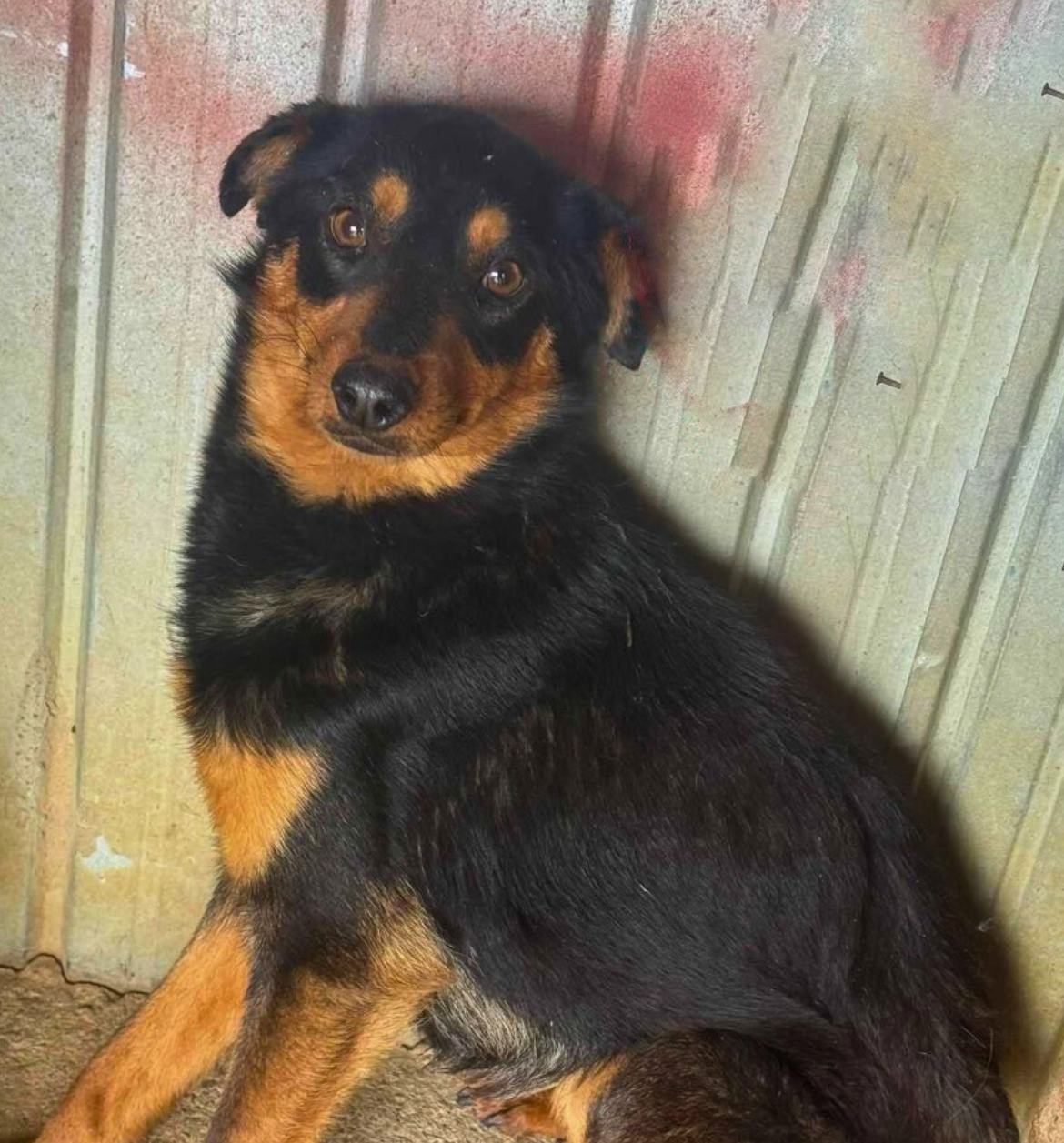 Shadow - Pennypaws Rescue