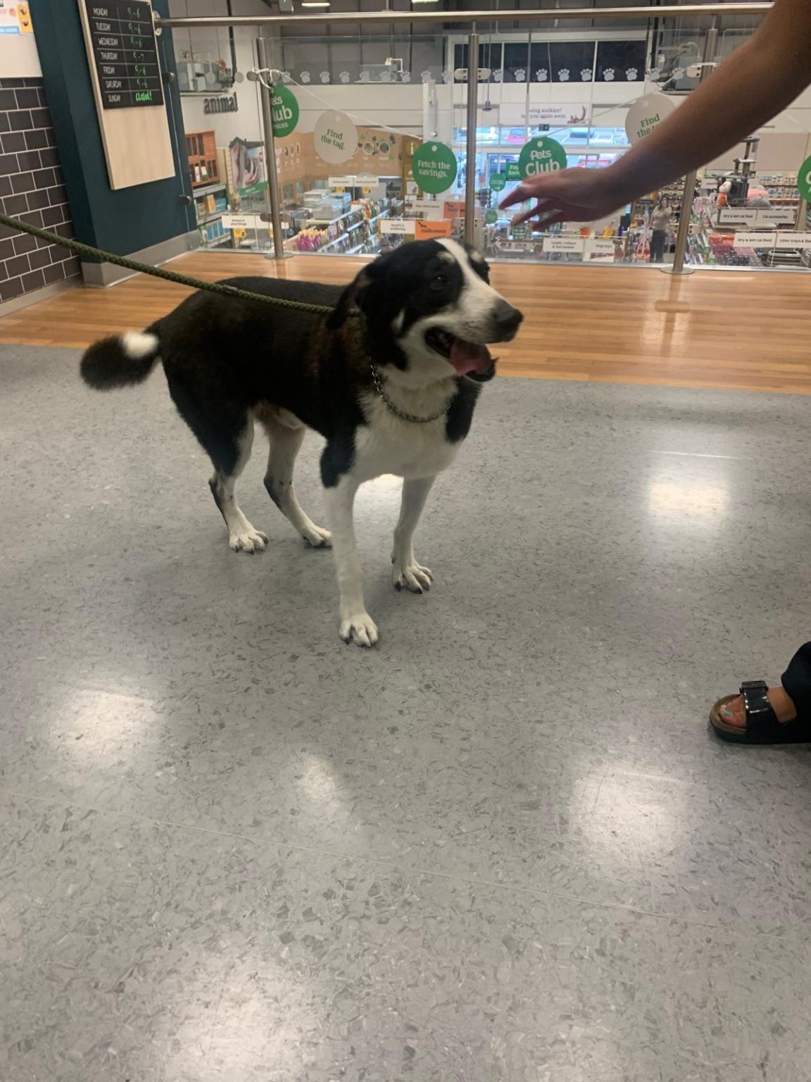 Sandy - Pennypaws Rescue