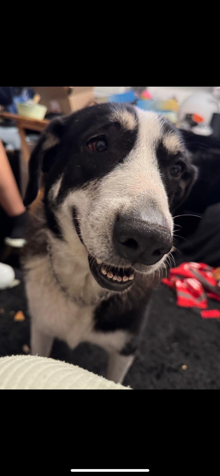 Sandy - Pennypaws Rescue