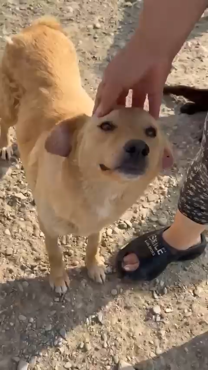 Meg *ADOPTED* - Pennypaws Rescue