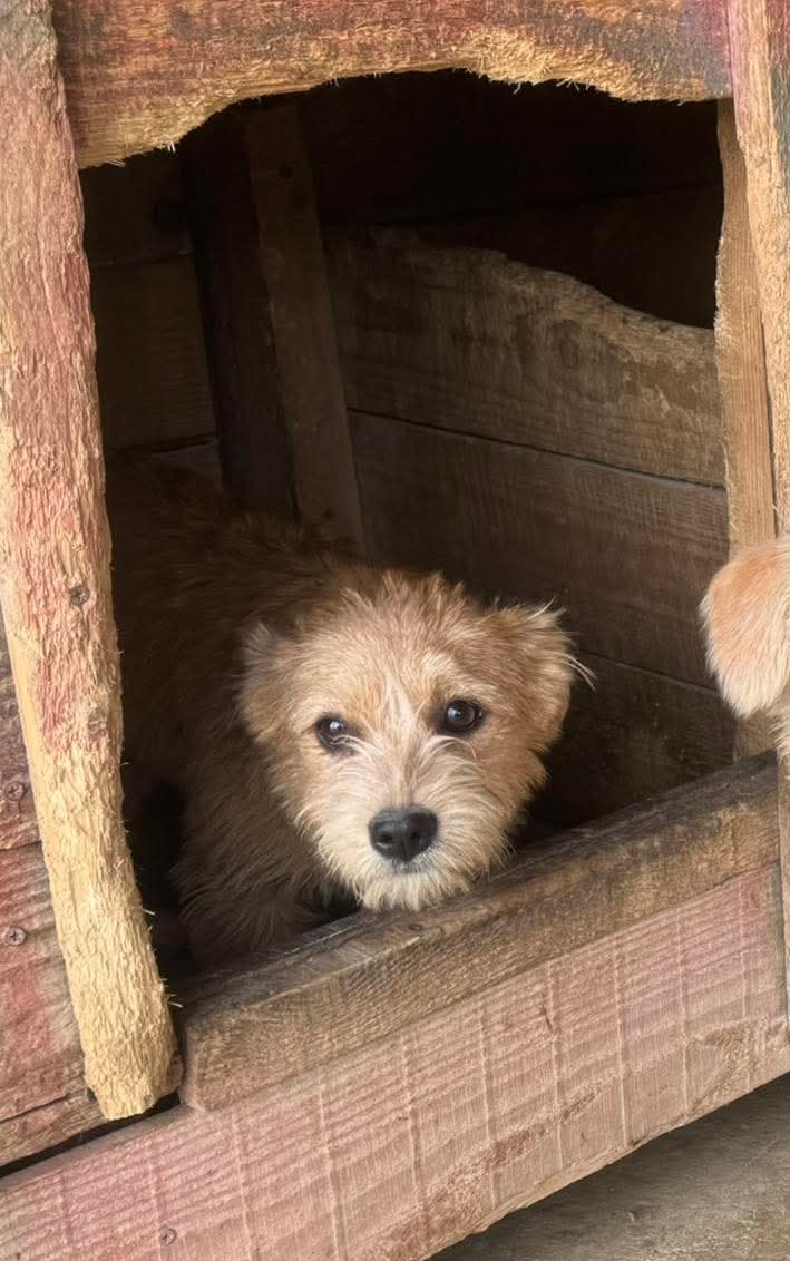 Isla *ADOPTED* - Pennypaws Rescue