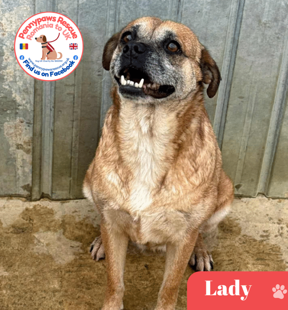 Senior Dogs Available For Adoption - Pennypaws Rescue
