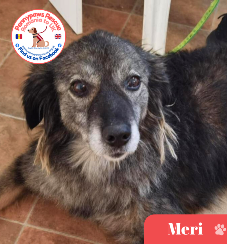 Senior Dogs Available For Adoption - Pennypaws Rescue