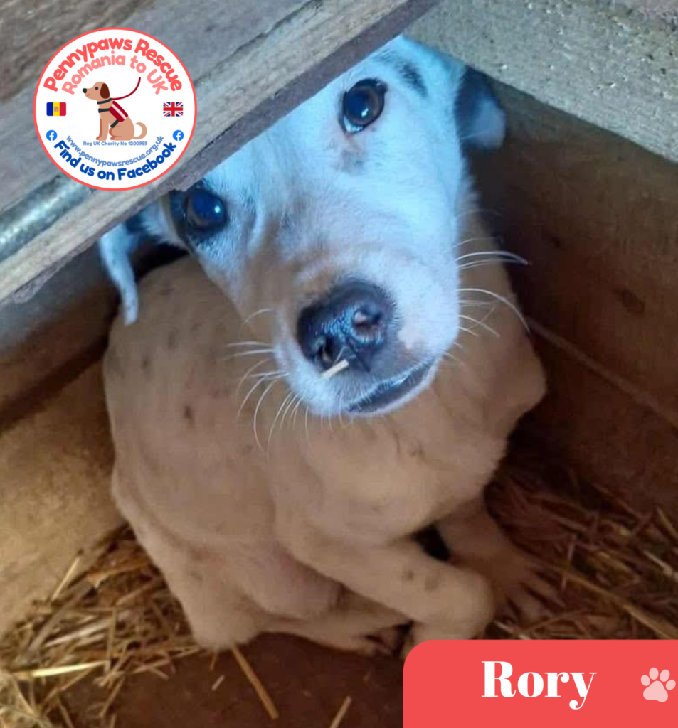 Rory - Pennypaws Rescue